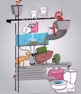 10 Fun Facts About Digestive System - Dr Parents