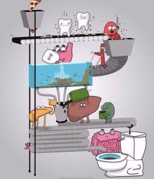 10 Fun Facts About Digestive System - Dr Parents